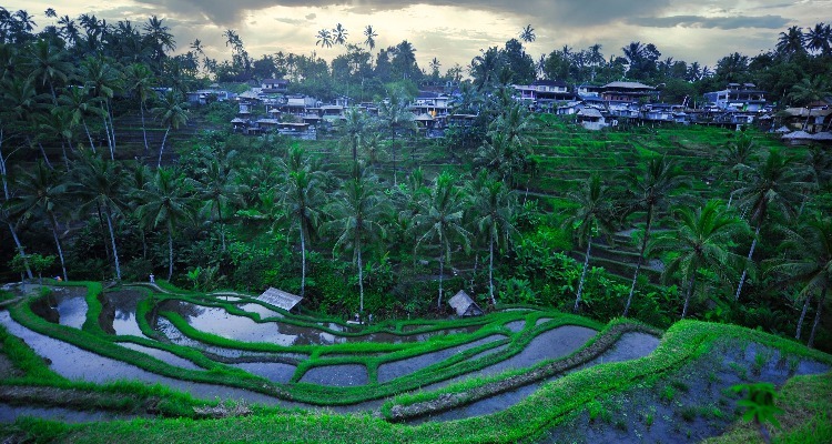 Bali Weather in January 2026: Temperature and Best Places to Go