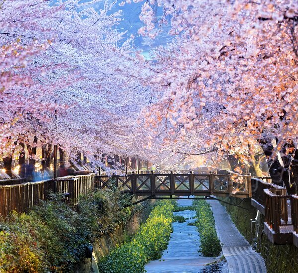 South Korea Weather in April 2026: Travel Tips for First-Timers