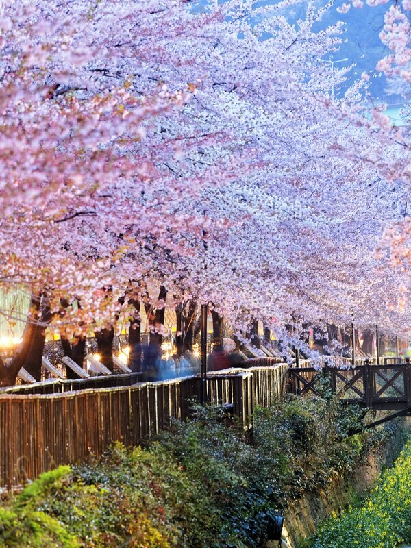 South Korea Travel Guide: Customize a Personalized Trip